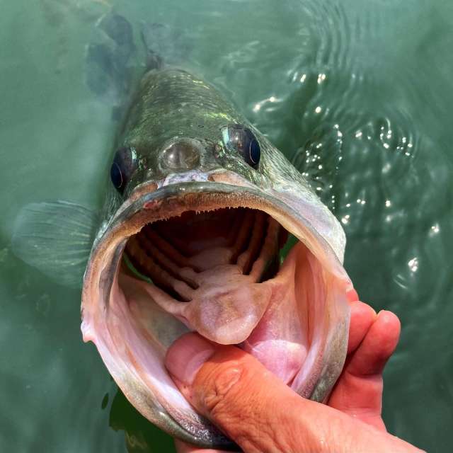 LUNKER KILLER | Enjoy your fishing Life With LUNKER KILLER.